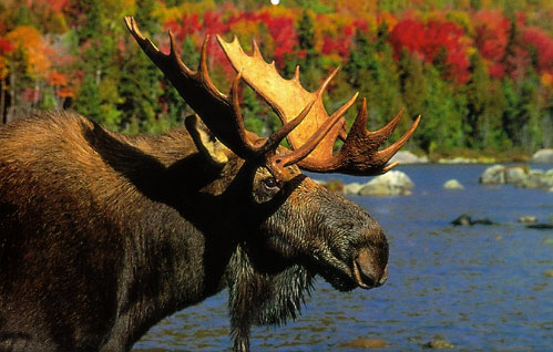 Maine photo and movie adventure gallery - Big Moose Inn, Cabins, Campground